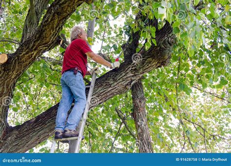 Man On Ladder Trimming Tree Stock Photo Image Of Trimmer Basswood 91628758