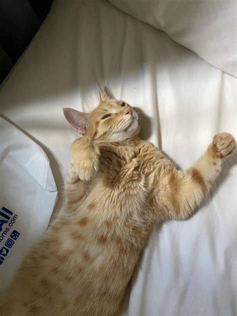 Psbattle Cat Lying On Its Back Rphotoshopbattles