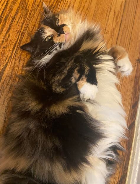 Floof Life Rfloof