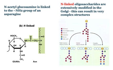 Lecture 2 Virus Structure Flashcards Quizlet