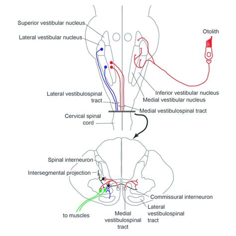 Trajectory Of Medial And Lateral Vestibulospinal Tracts And