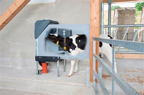 Calf Rearing Best Practices Optimal Growth Topcalf