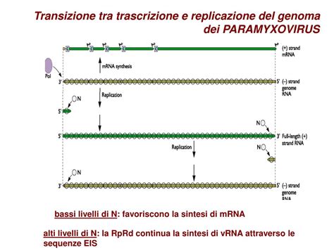PPT INVOLUCRO Glicoproteine SU E TM PowerPoint Presentation Free