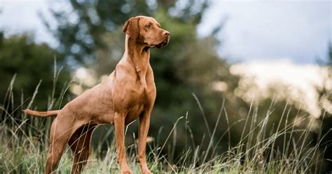 Vizsla Description Temperament And Facts