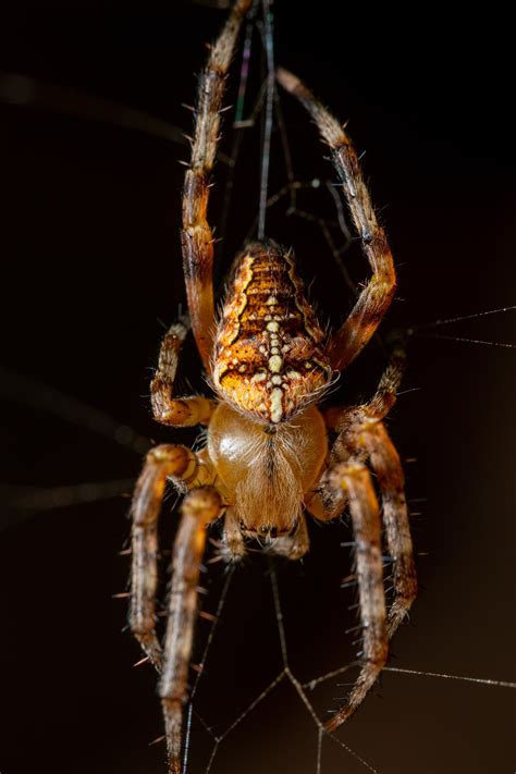 A Beautiful Cross Orb Weaver Rmacro