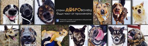 Разходки и грижи за кучета в общинския приют в Горни Богров