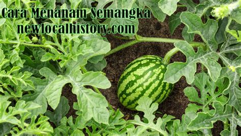 Cara Menanam Semangka Dengan Mudah Panen Melimpah