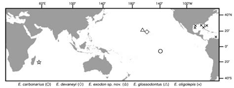 Figure 5 In Epigonus Exodon A New Species Of Deepwater Cardinalfish