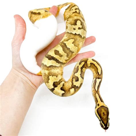 Python Regius Fire Enchi Piebald Python Royal