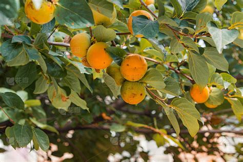 柿子树，秋天有许多柿子。