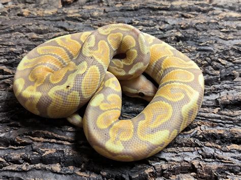 Python Regius Banana Ghi Male Mod3 Vendu Reptile Passion