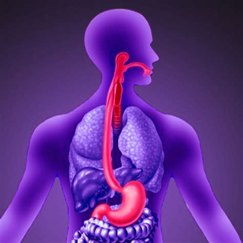 Як цироз печінки впливає на стравохід про небезпеку варикозу вен Читайте на Ukr Net