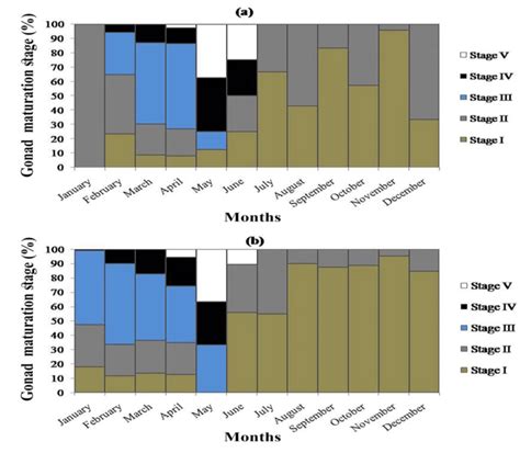Monthly Evolution Of The Sexual Maturity Stages Of D Sargus Sargus