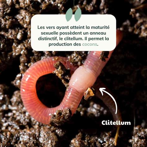Reproduction Of Compost Worms Ceercle