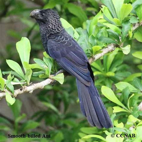 Smooth Billed Ani Crotophaga Ani Sban