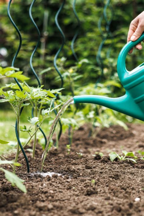 The Best Way To Fertilize Tomato Plants To Get More Tomatoes