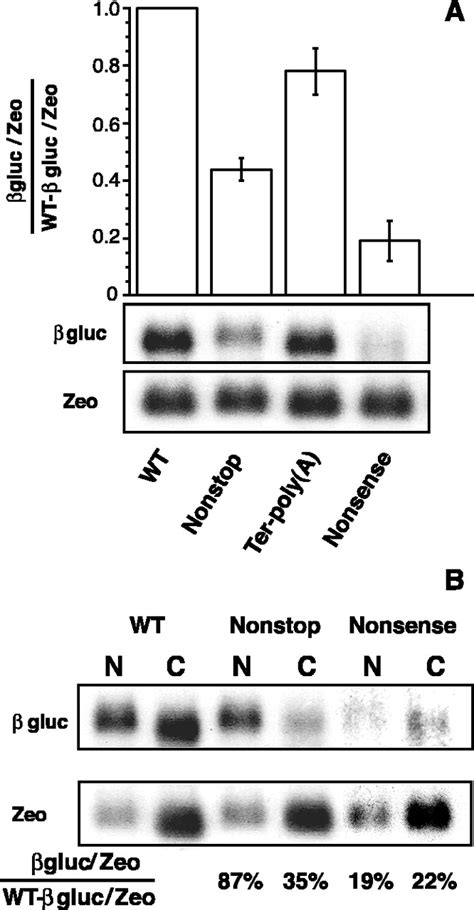 An MRNA Surveillance Mechanism That Eliminates Transcripts Lacking Termination Codons Science