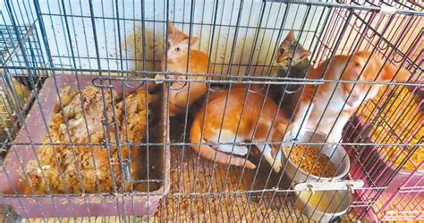 虐毛孩慣犯轉移南投另起爐灶 假借救援動物名義囚養34貓