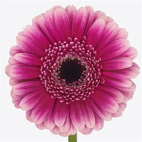 Germini Lilarosa Design Germini Heyl Blumengroßhandel Floristikgroßhandel