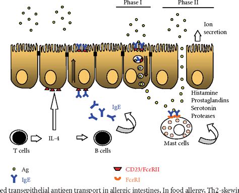Figure 2 From Intestinal Epithelial Barrier Dysfunction In Food Hypersensitivity Semantic Scholar