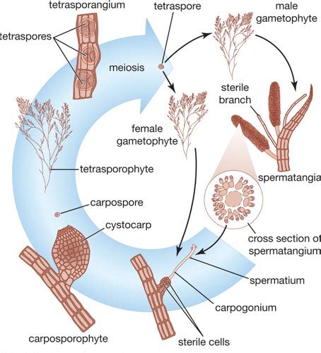 Botany Lab Week 3 Phylum Rhodophyta Flashcards Quizlet
