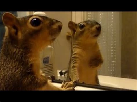 Funny Mirror Reflection