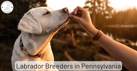 Labrador Breeders in Pennsylvania | List of 6 Local Breeders