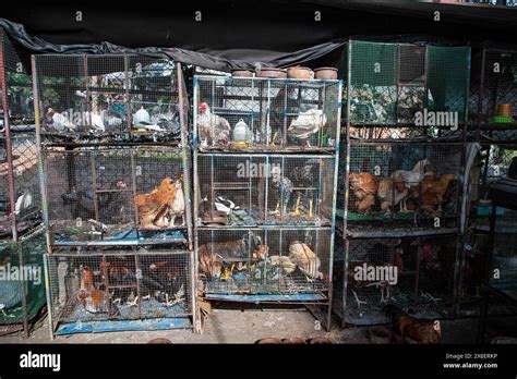 Live Chickens In Cages Displayed For Sale In A Small Roadside Market In
