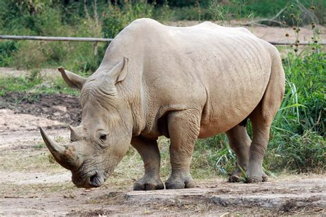 Download White Rhinoceros Standingin Habitat  Wallpaper