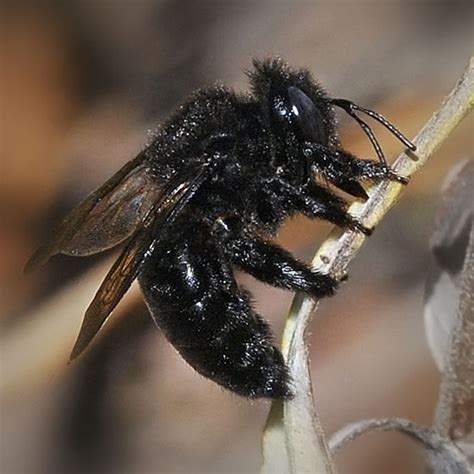 Black Carpenter Bee Xylocopa Tabaniformis Bugguide Net
