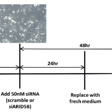 Schematic Diagram Of The Sirna Transfection Protocol Used In This