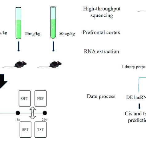 Flow Chart Illustrating The Design Of The Experiment Download Scientific Diagram