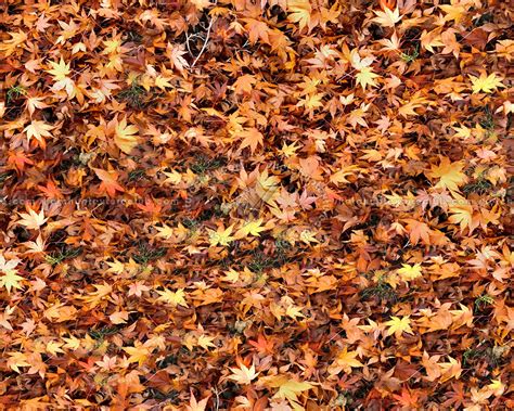 Leaves Dead Texture Seamless 13116