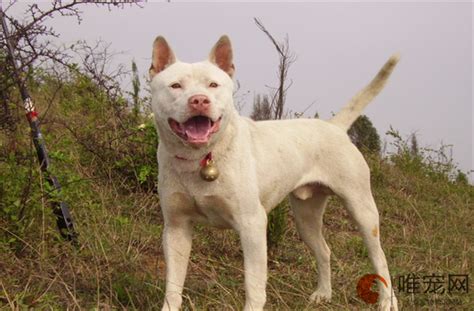 杜高犬怎么养 如何训练 唯宠网