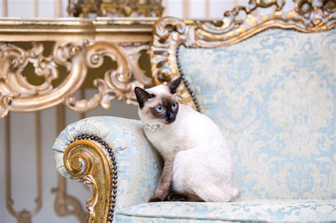 보석으로 메콩 꼬리 자른 품종의 꼬리 없이 2색상 고양이 진주 그의 목의 소중한 목걸이 로얄 프랑스 인테리어에 복고풍 바로크의