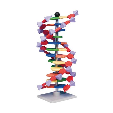 Mini Dna 11 Layer Molecular Model Kit Philip Harris