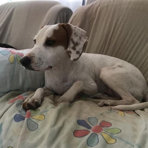 Bimba