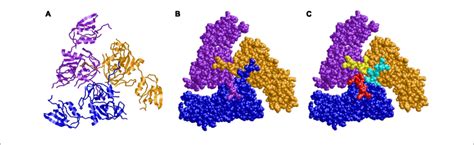 Three Dimensional Modeling Of Trimeric Htra Of H Pylori The Download Scientific Diagram