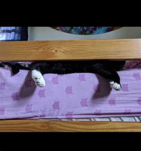 Coco Bean Showing Off All Her Beans R Polydactyl