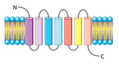 Chapter Signal Transduction Flashcards Quizlet