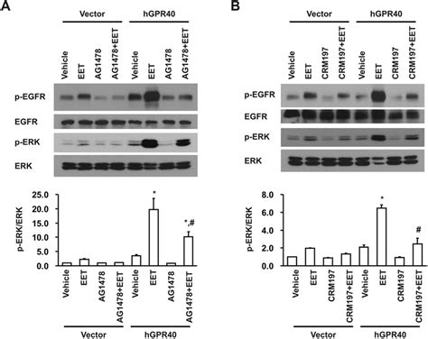 Effect Of Egfr Or Hb Egf Inhibition On Eet Stimulated Phosphorylation