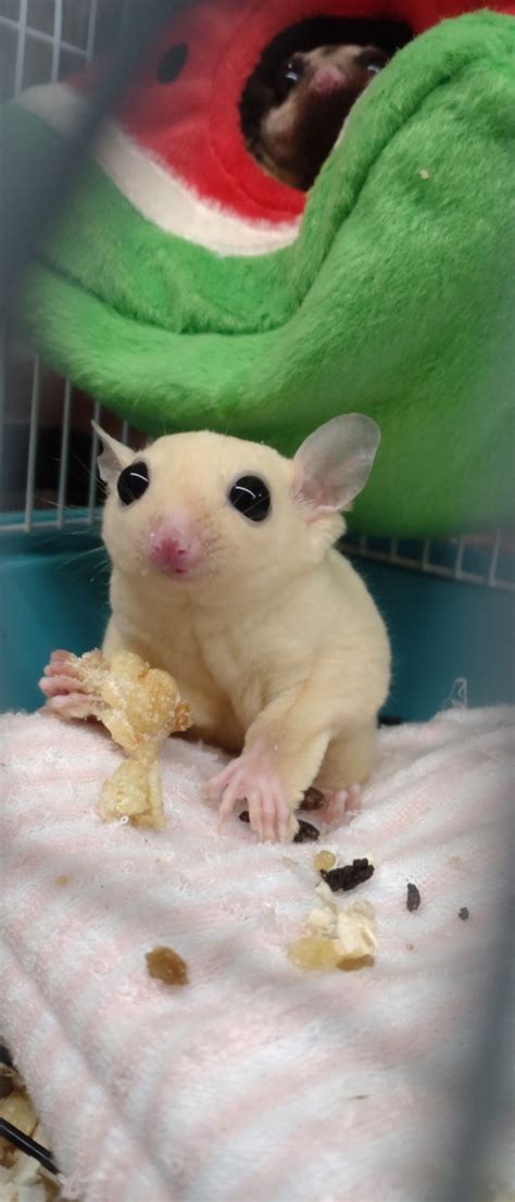 秋の夜長のたしなみ 夜長には夜に楽しめる生き物 ～ 夜行性の動物たち ～ Csmアクア古代魚・両生類・爬虫類・水槽・飼育用品の販売通販