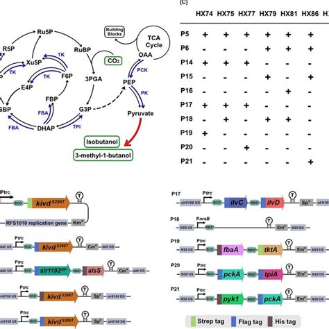 Schematic Overview Of Metabolic Engineering Strategies Adopted For