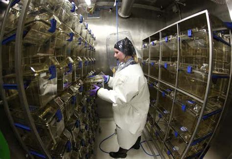 Fifty Nine Labs Around World Handle The Deadliest Pathogens Only A Quarter Score High On Safety