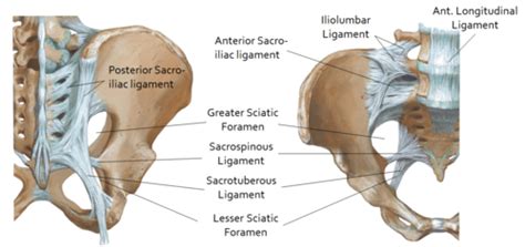 Pelvic And Hip Ligaments Flashcards Quizlet