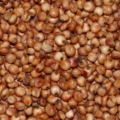 Cirok Vörös Sorghum Bicolor Vetőmag Mediterranfarm Kert