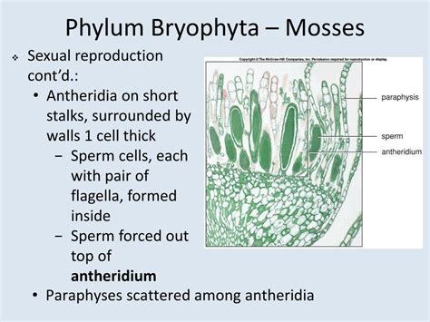 Ppt Introduction To The Plant Kingdom Bryophytes Powerpoint
