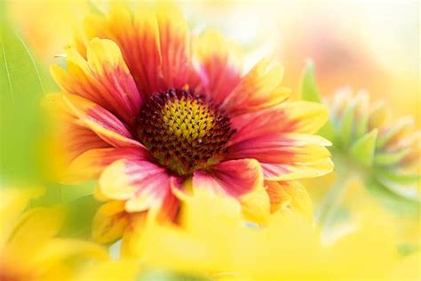 Flower Photography Close Up 26 Flower Photography Tips Creative