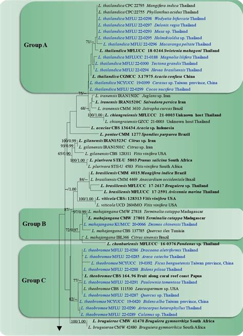 Phylogenetic Tree Generated From Ml Analysis Based On Combined Dataset