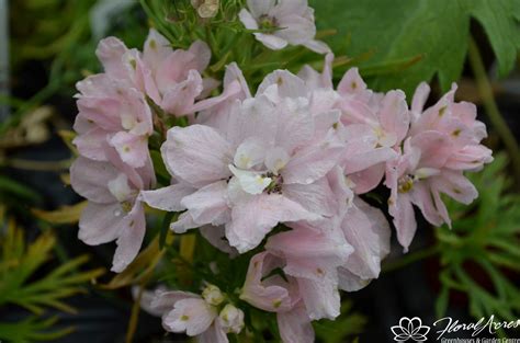 Delphinium Grandiflorum Summer Morning Floral Acres